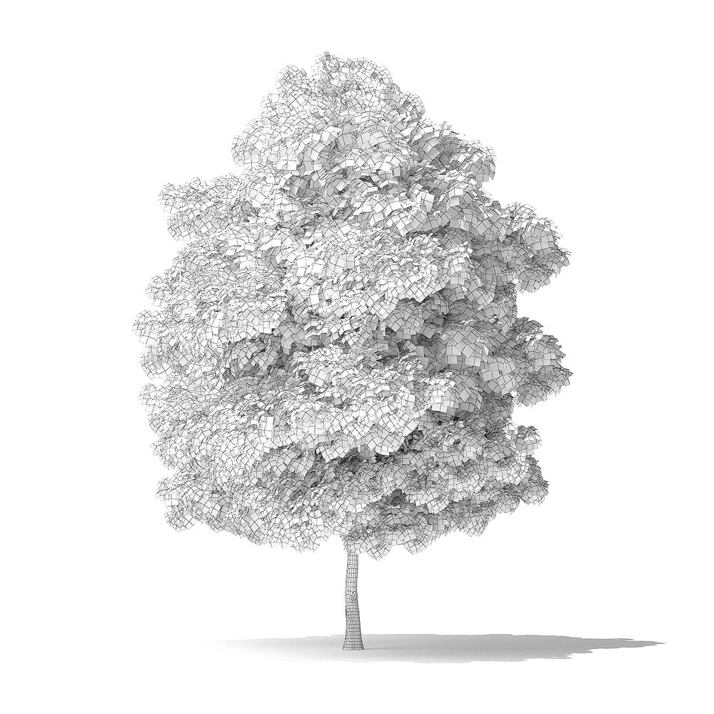 Red Alder Tree 5m 3D model - Download Trees on 3DModels.org