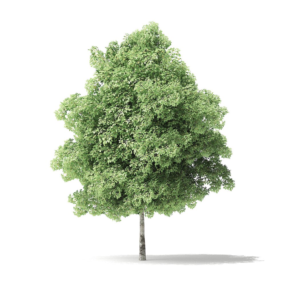 Red Alder Tree 5m 3D model - Download Trees on 3DModels.org