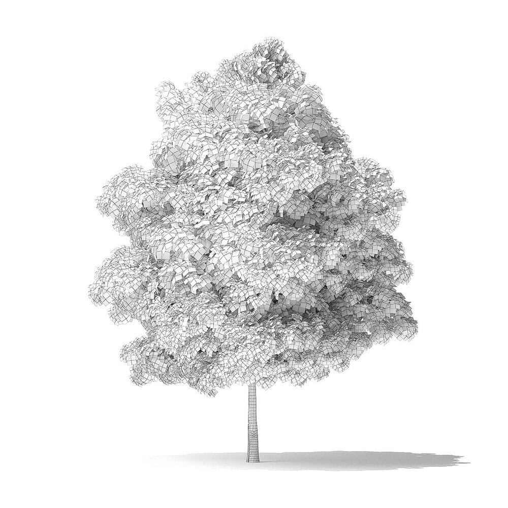 Red Alder Tree 5m 3D model - Download Trees on 3DModels.org