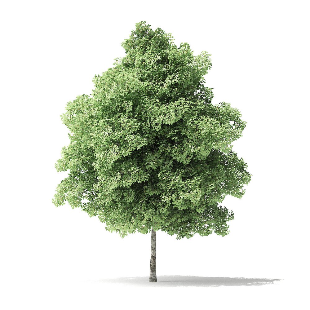 Red Alder Tree 5m 3D model - Download Trees on 3DModels.org