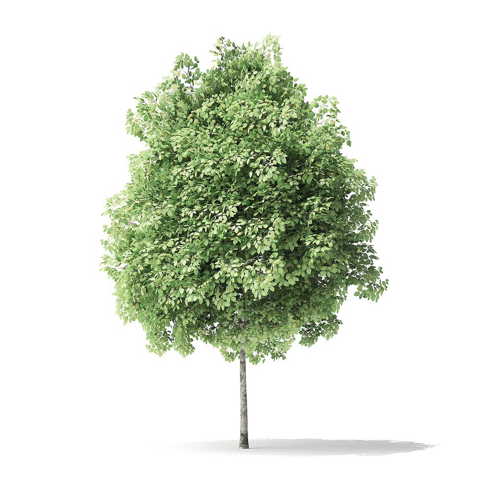 Red Alder Tree 3.2m 3D model - Download Trees on 3DModels.org