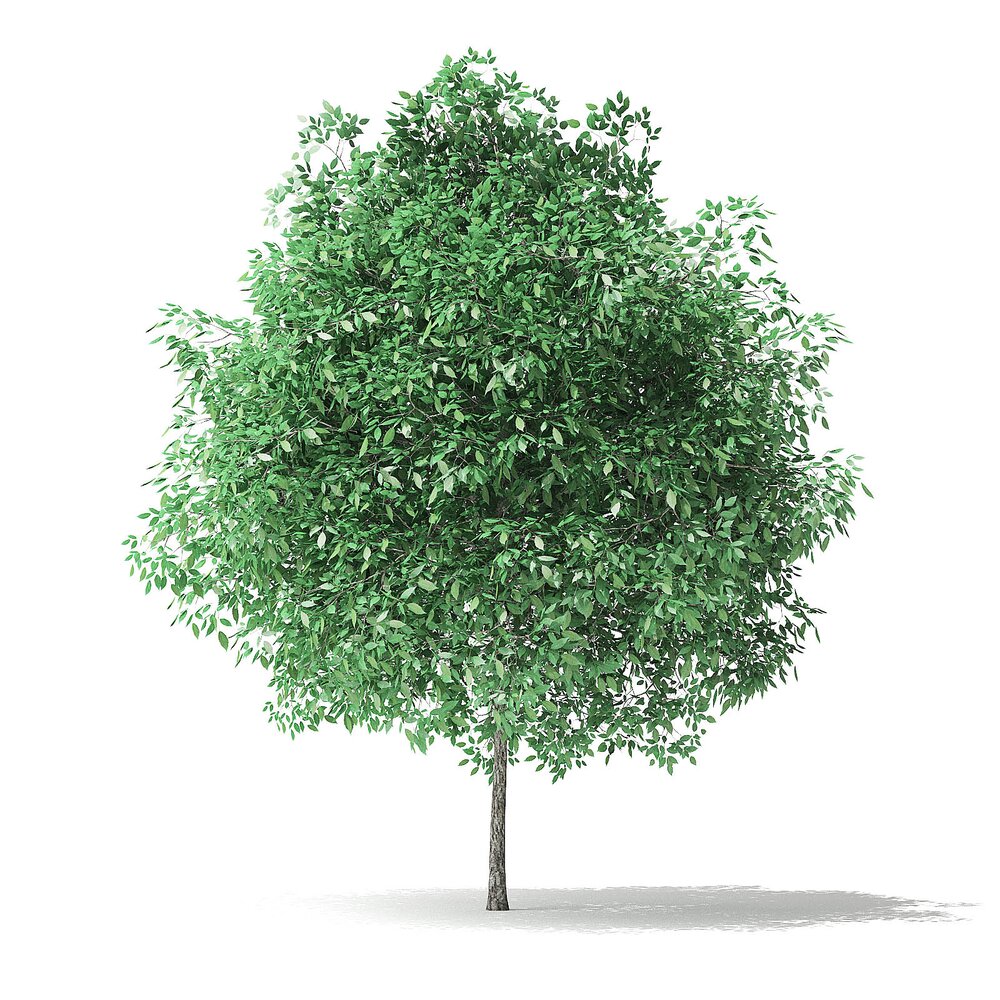 Green Ash Tree 2.8m 3D model - Download Trees on 3DModels.org