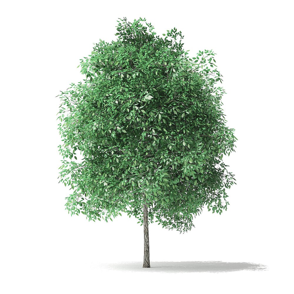 Green Ash Tree 4m 3D model - Download Trees on 3DModels.org