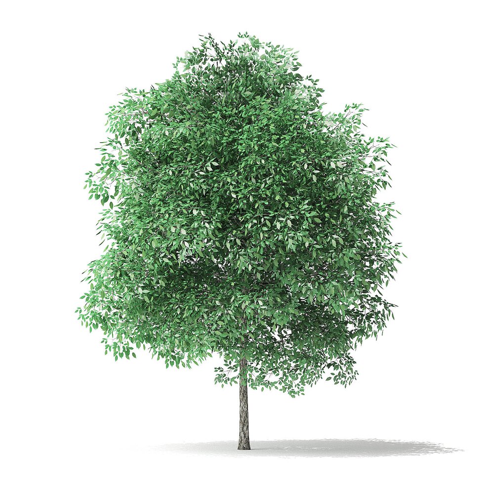Green Ash Tree 4m 3D model - Download Trees on 3DModels.org