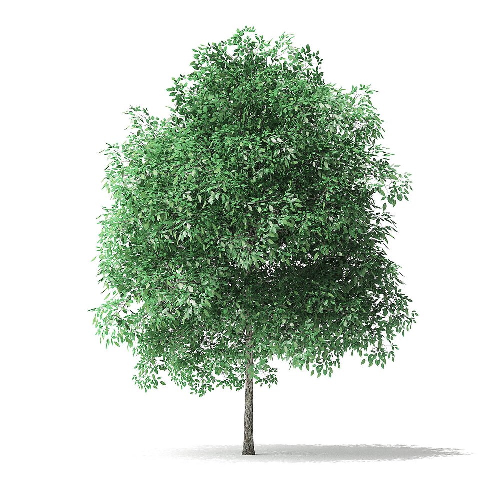 Green Ash Tree 4m 3D model - Download Trees on 3DModels.org