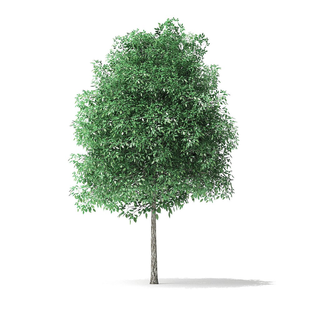 Green Ash Tree 3.6m 3D model - Download Trees on 3DModels.org