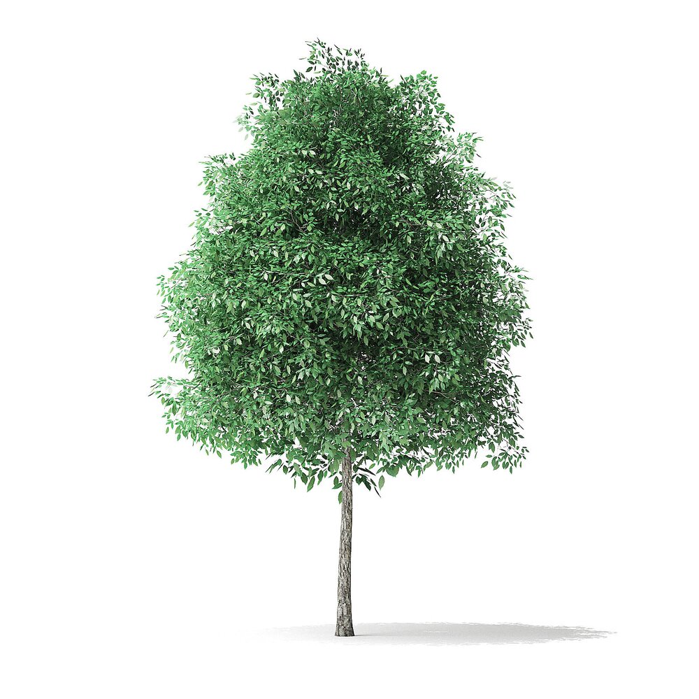 Green Ash Tree 3.6m 3D model - Download Trees on 3DModels.org