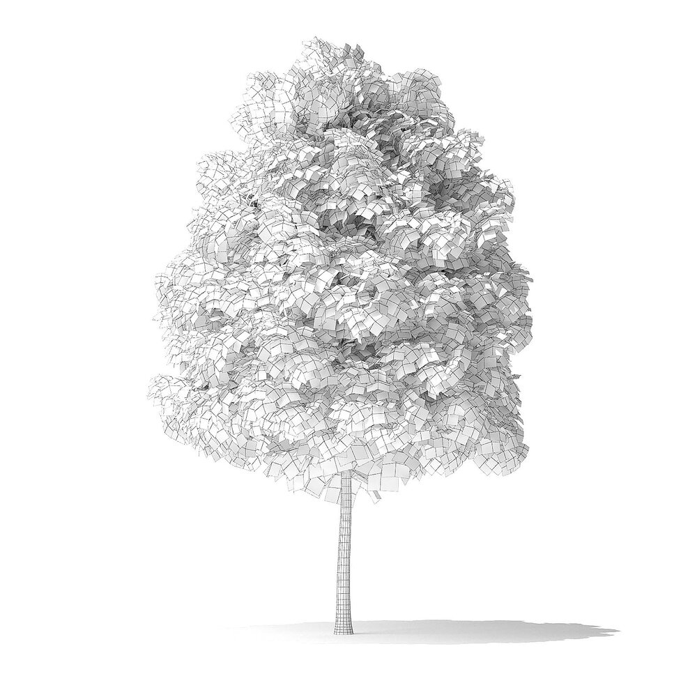 Green Ash Tree 3.6m 3D model - Download Trees on 3DModels.org