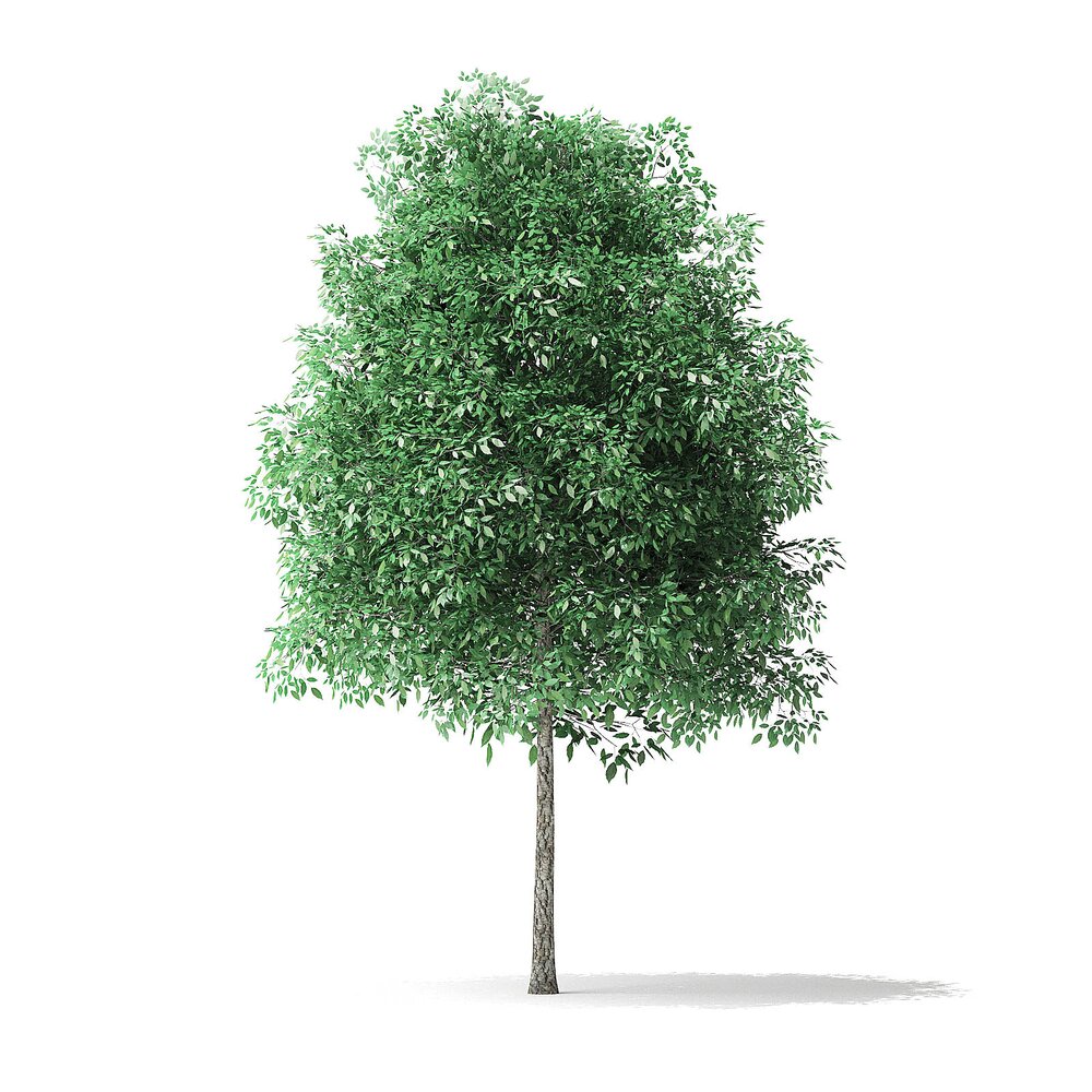 Green Ash Tree 3.6m 3D model - Download Trees on 3DModels.org