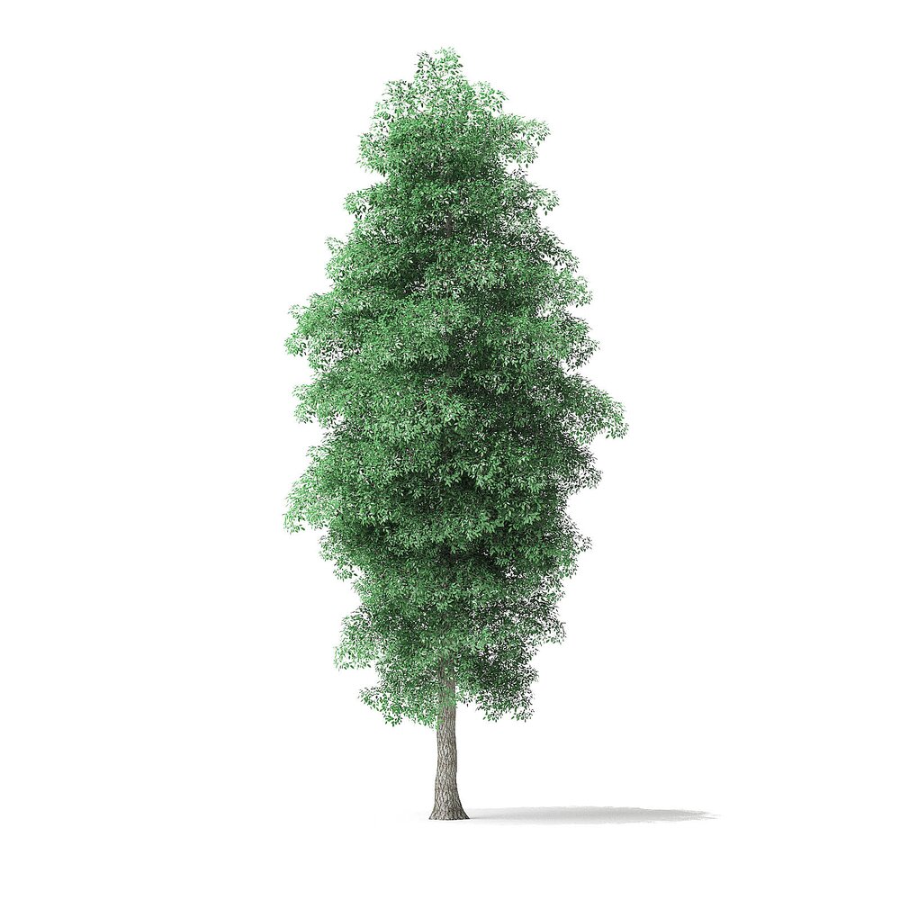 Green Ash Tree 8.6m 3D model - Download Trees on 3DModels.org