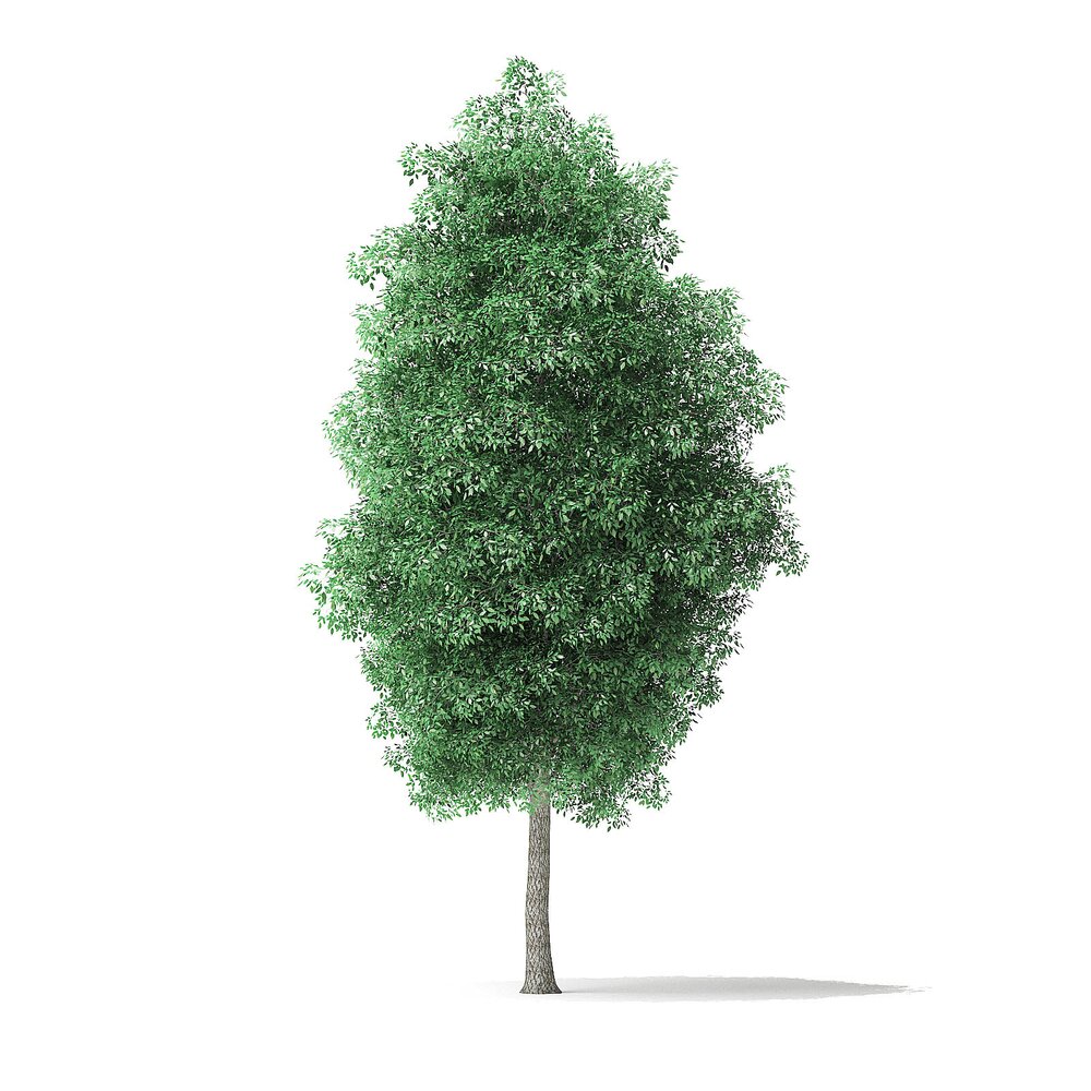 Green Ash Tree 7m 3D model - Download Trees on 3DModels.org