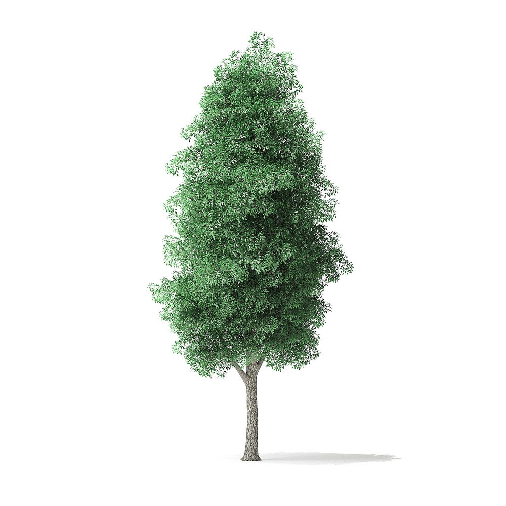 Green Ash Tree 9m 3D model - Download Trees on 3DModels.org