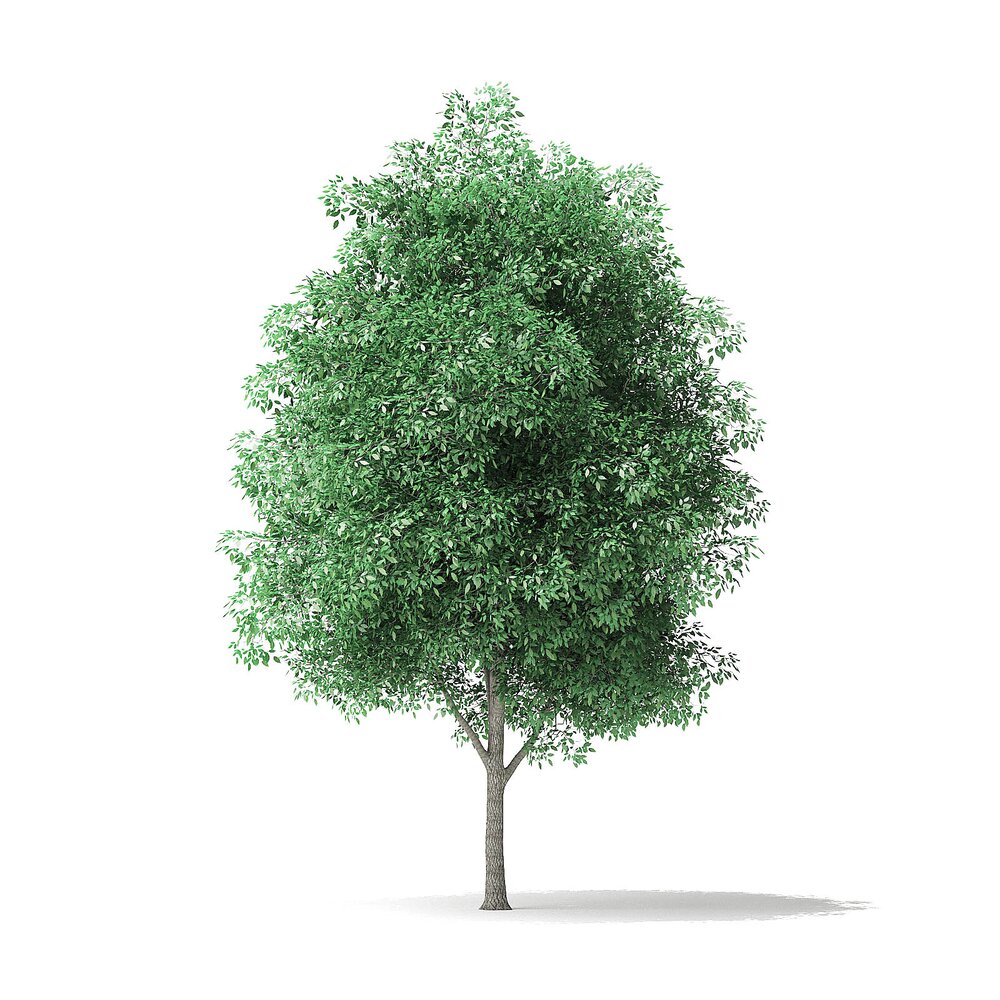 Green Ash Tree 5.4m 3D model - Download Trees on 3DModels.org