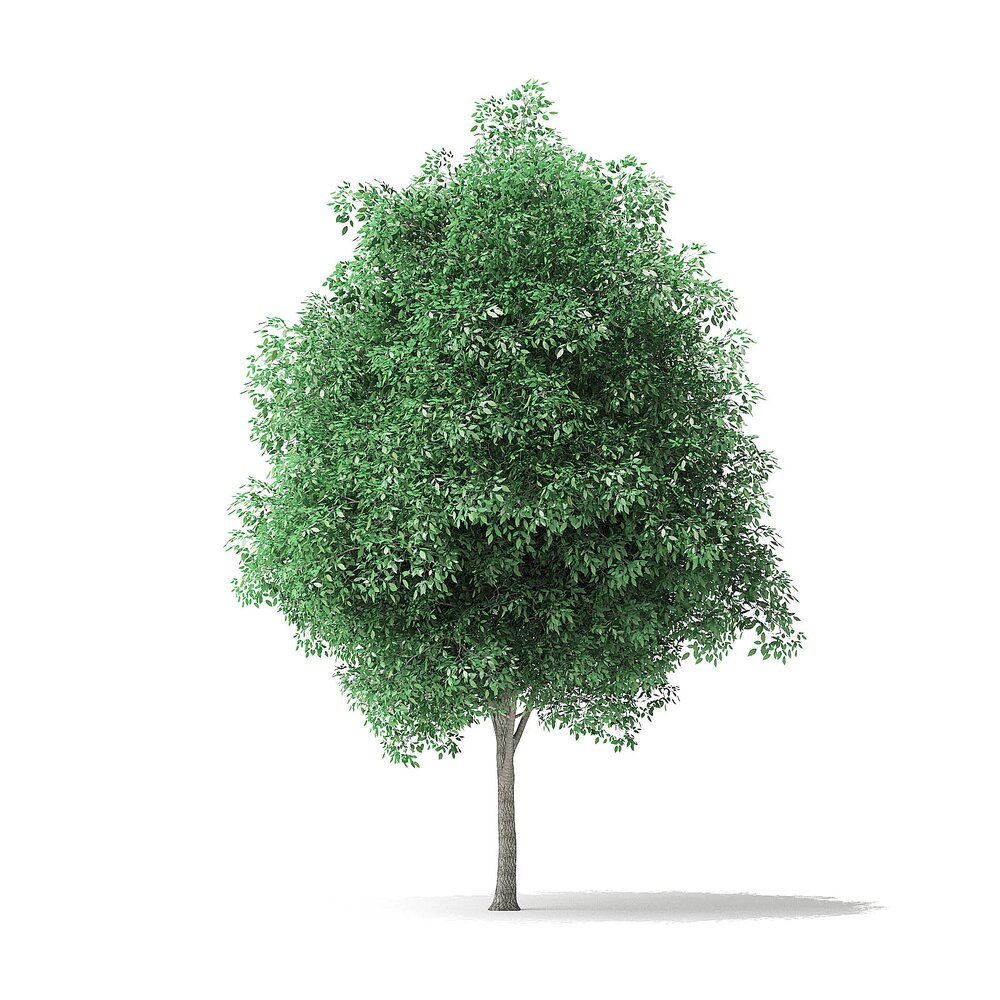 Green Ash Tree 5.4m 3D model - Download Trees on 3DModels.org