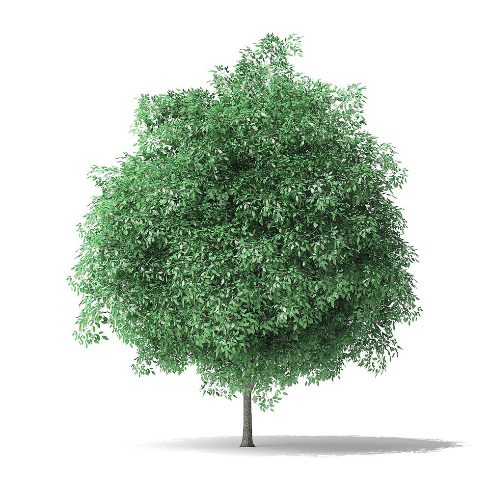 Green Ash Tree 4.9m 3D model - Download Trees on 3DModels.org