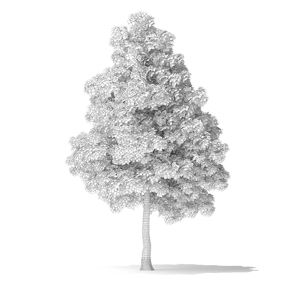 White Ash Tree 6m 3D model - Download Trees on 3DModels.org