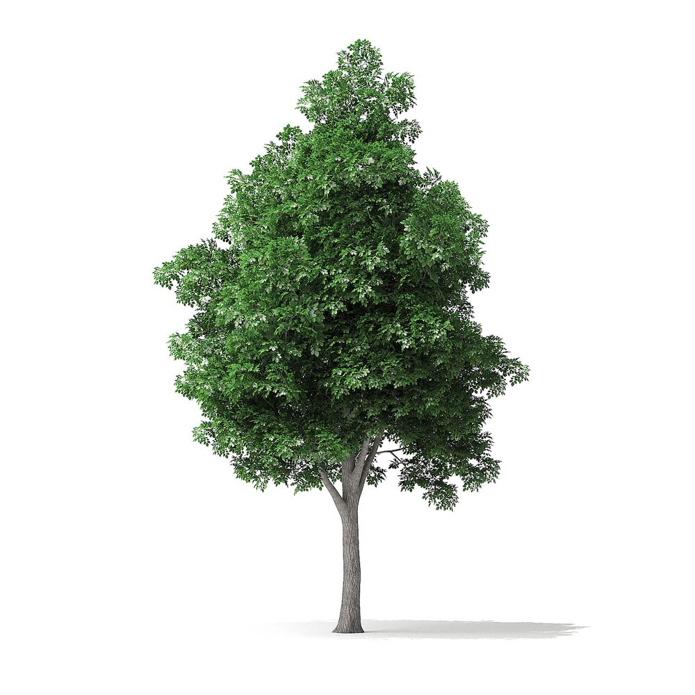 White Ash Tree 7.4m 3D model - Download Trees on 3DModels.org