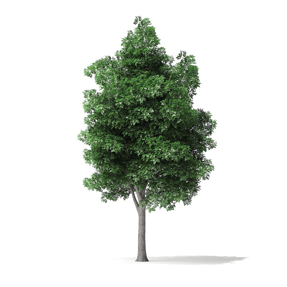 White Ash Tree 7.4m 3D model - Download Trees on 3DModels.org