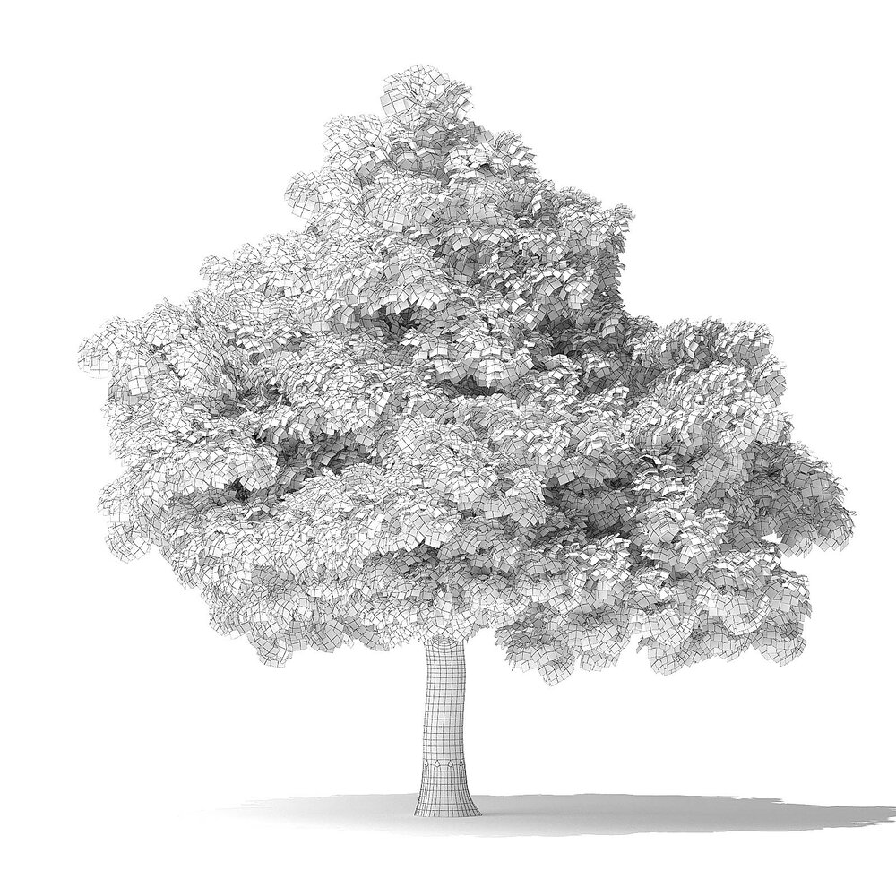 White Ash Tree 7m 3D model - Download Trees on 3DModels.org