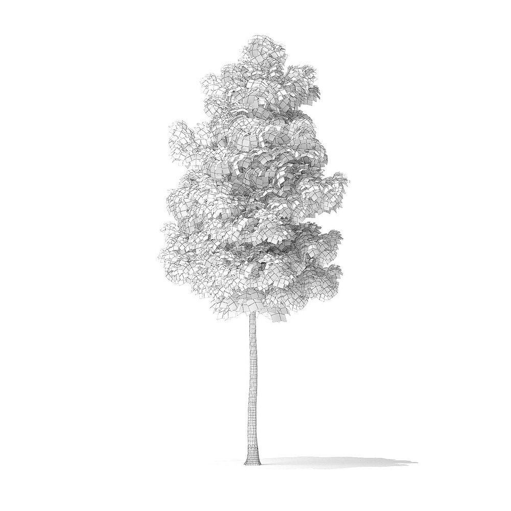 Quaking Aspen Tree 3.7m 3D model - Download Trees on 3DModels.org