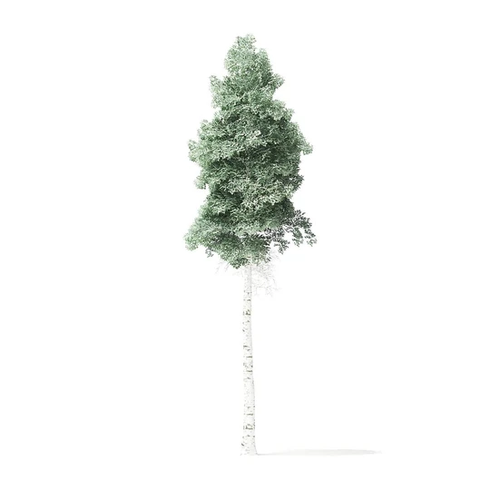 Aspen tree 3D Models Download - 3DModels.org