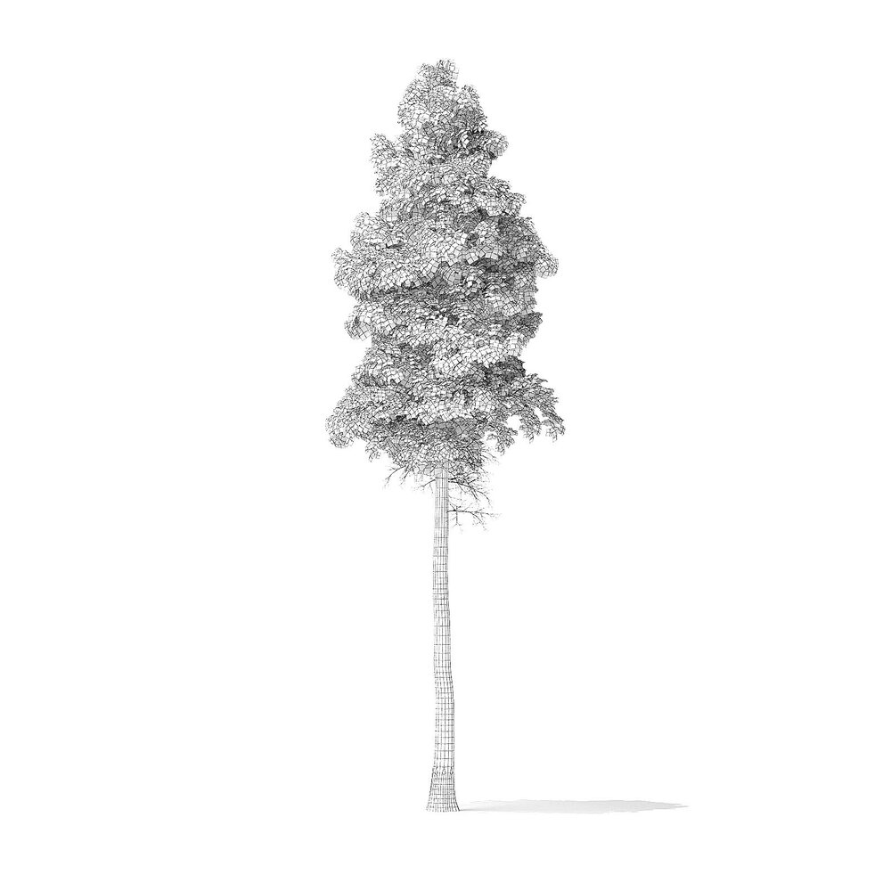 Quaking Aspen Tree 8m 3D model - Download Trees on 3DModels.org
