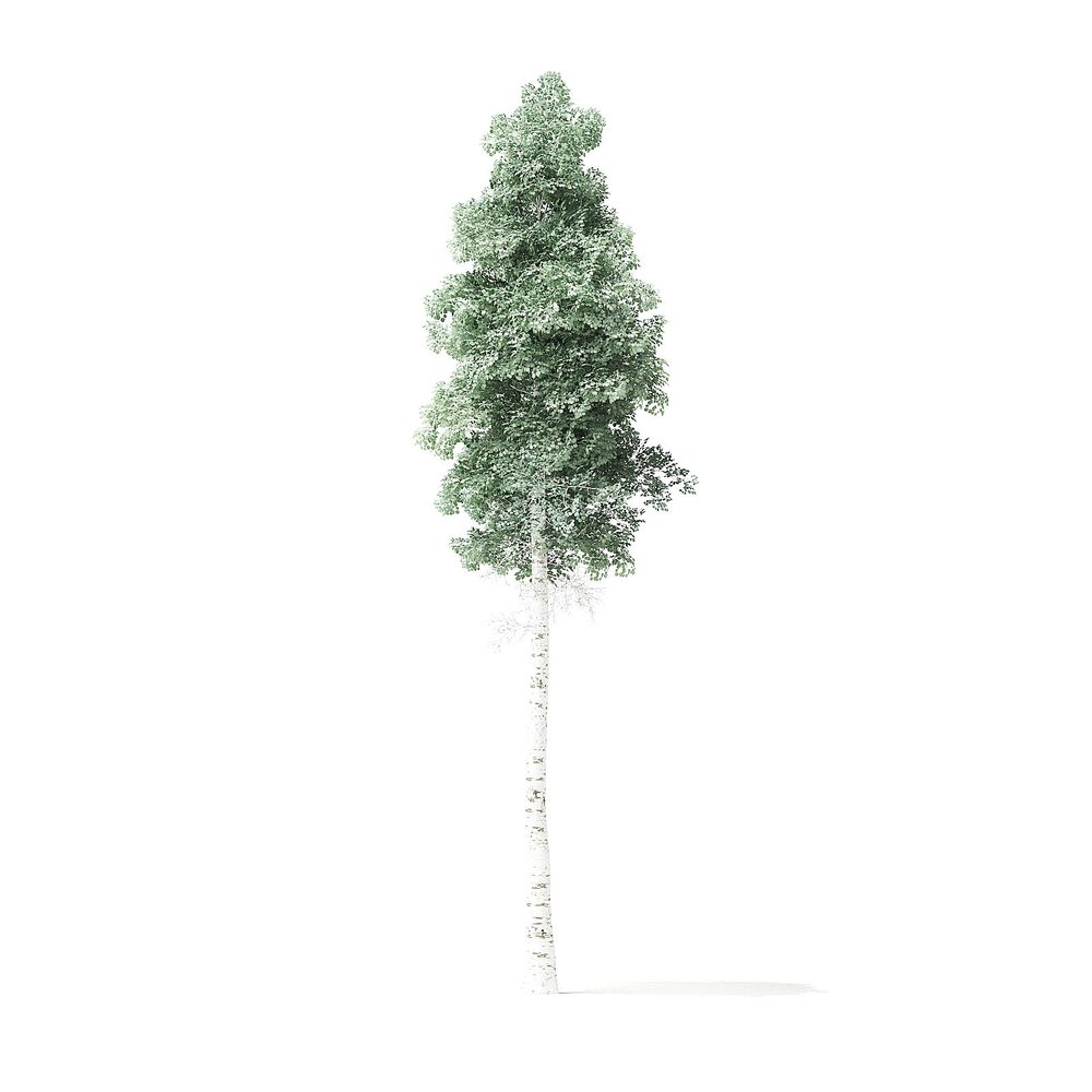 Quaking Aspen Tree 8m 3D model - Download Trees on 3DModels.org