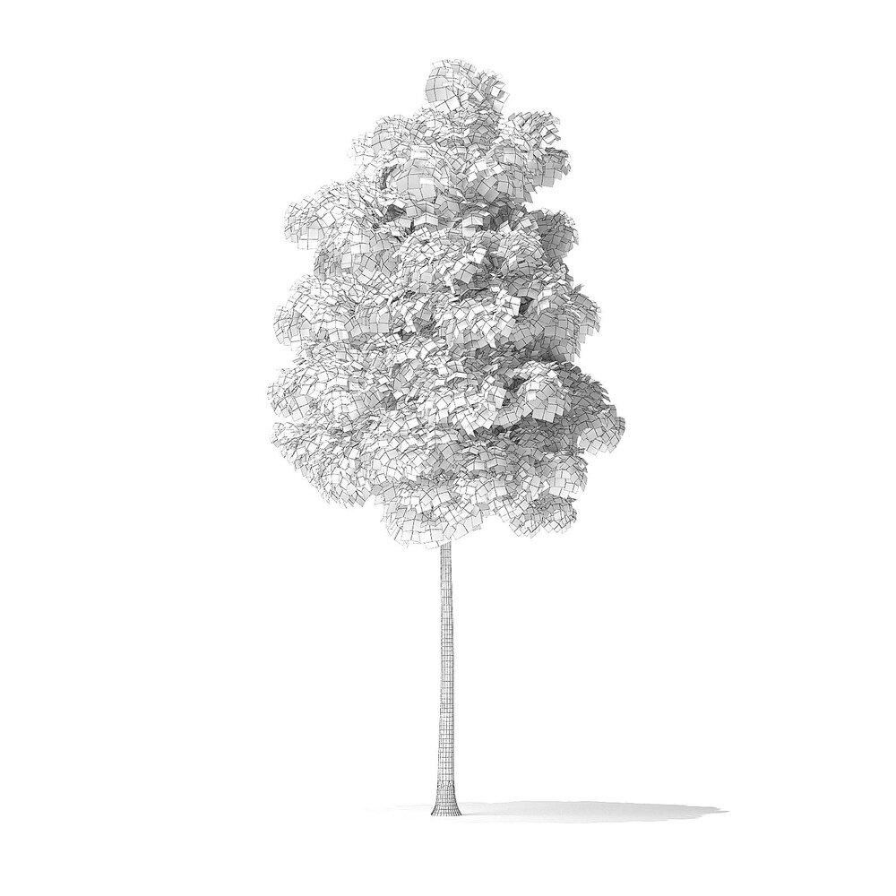 American Basswood Tree 3.7m 3D model - Download Trees on 3DModels.org