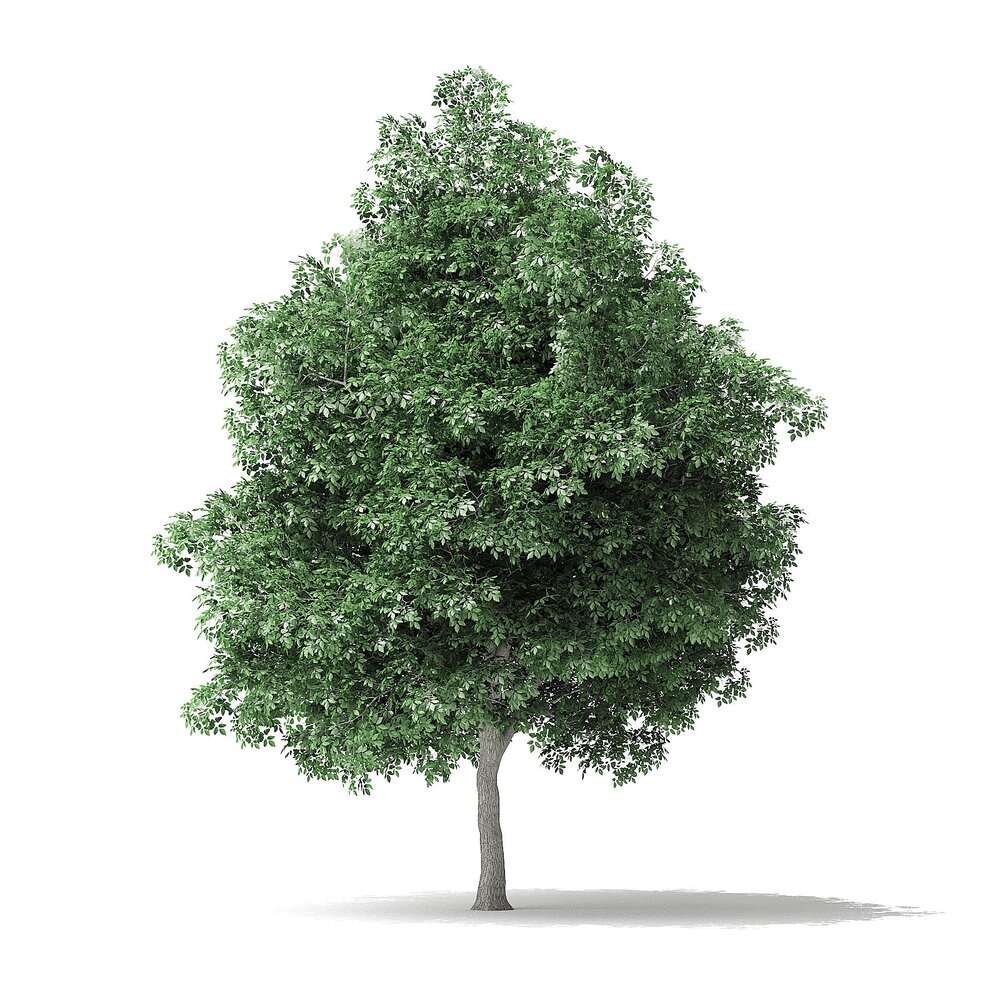 Boxelder Maple Tree 8m 3D model - Download Trees on 3DModels.org