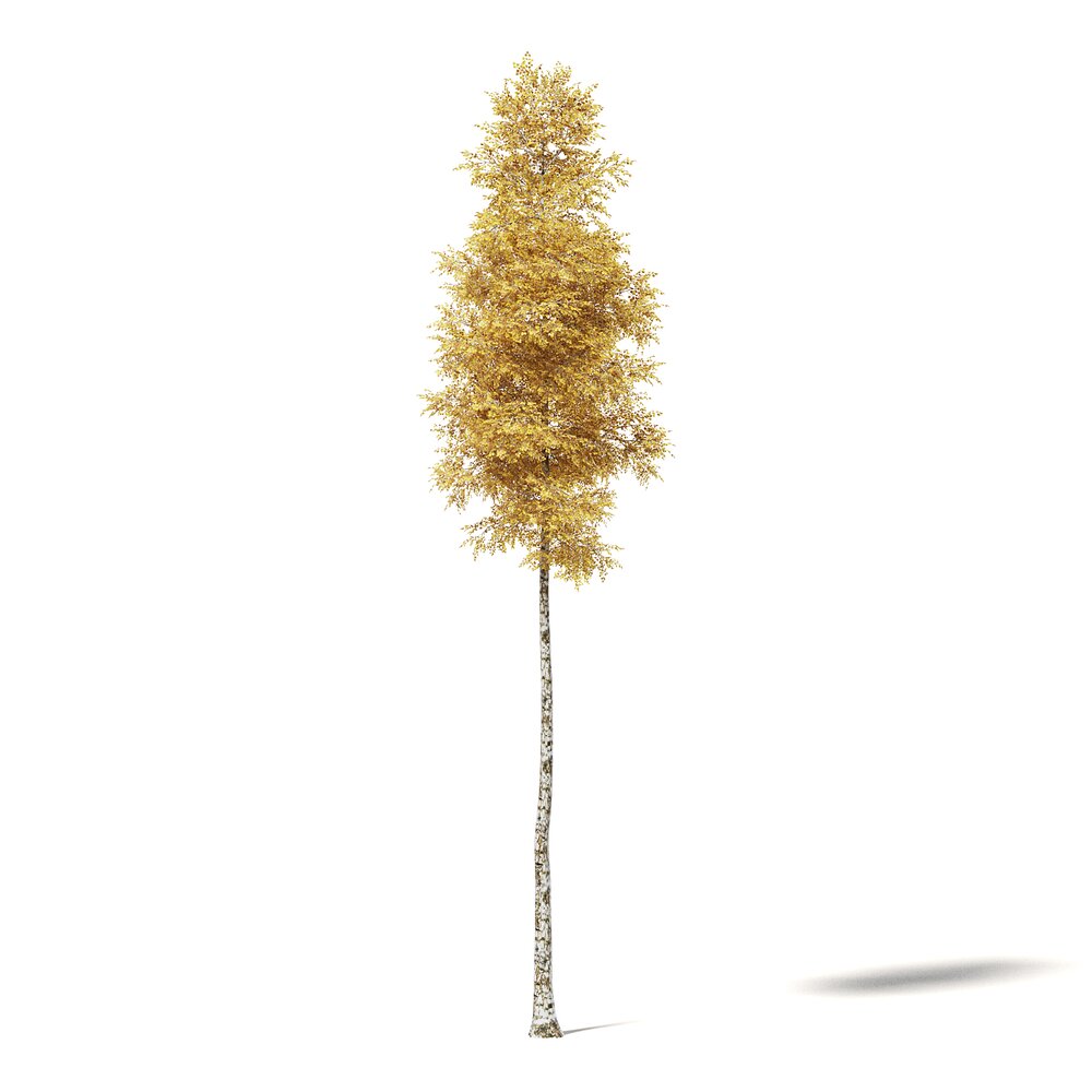 Silver Birch 14.5m 3D model - Download Trees on 3DModels.org