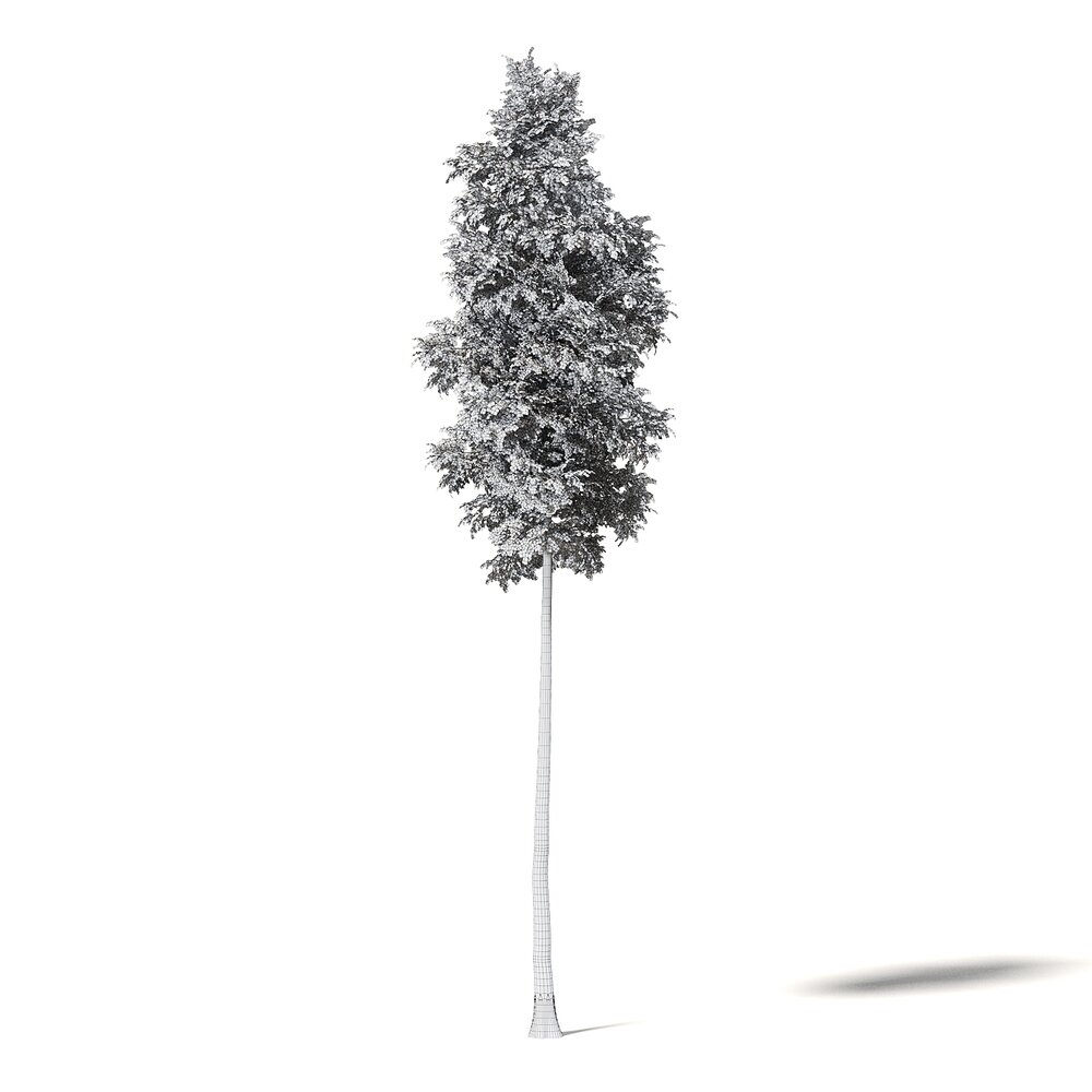 Silver Birch 14.5m 3D model - Download Trees on 3DModels.org