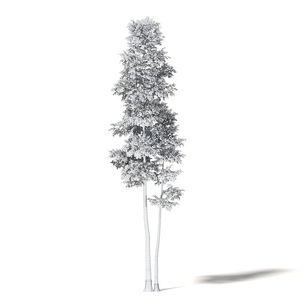 Silver Birch 11m 3D model - Download Trees on 3DModels.org