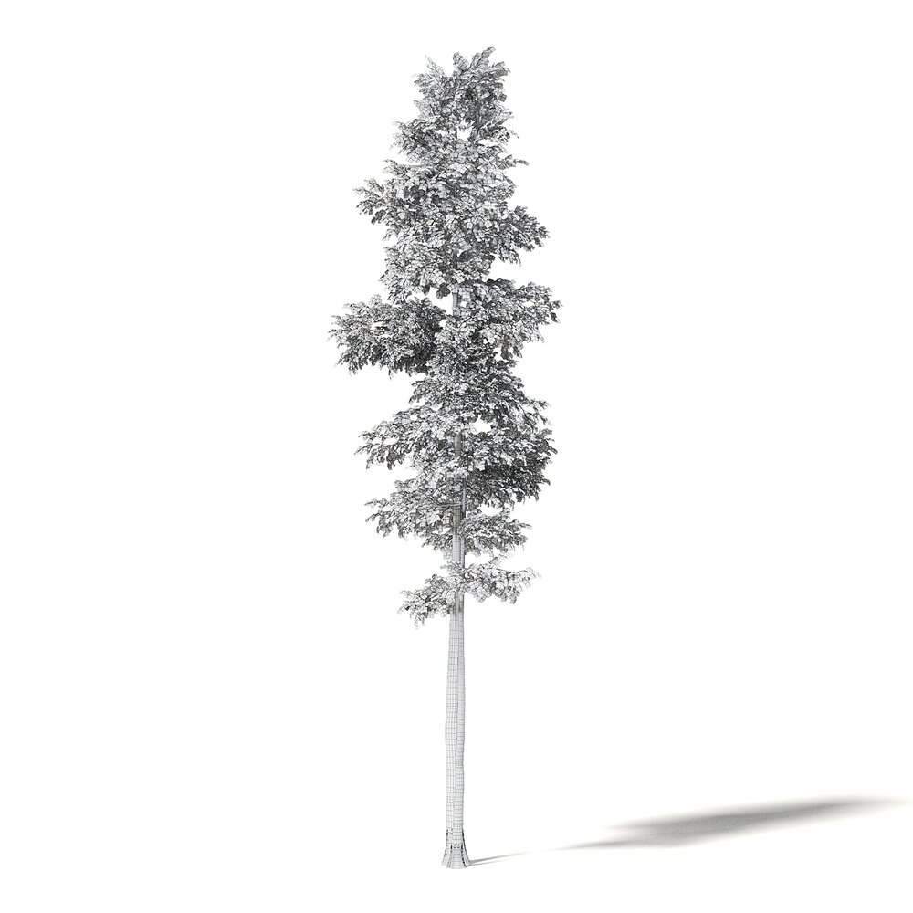 Silver Birch 11m 3D model - Download Trees on 3DModels.org