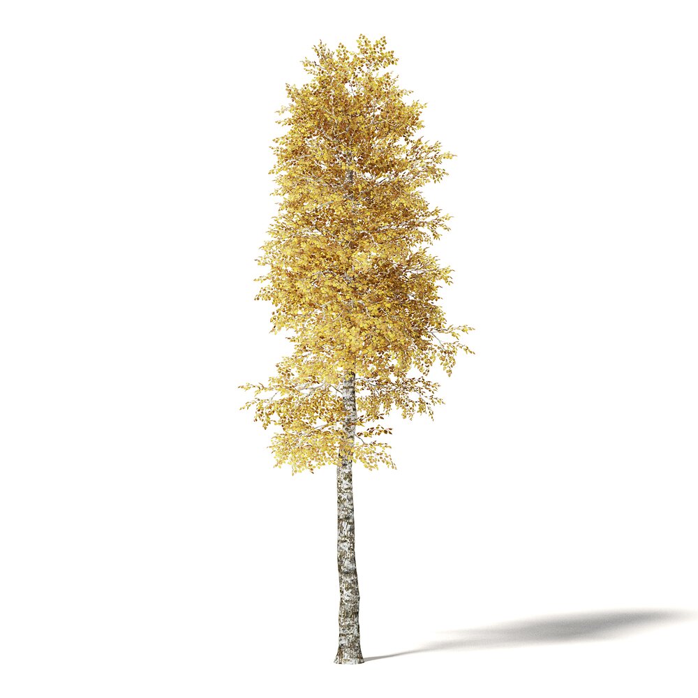 Silver Birch 8.5m 3D model - Download Trees on 3DModels.org