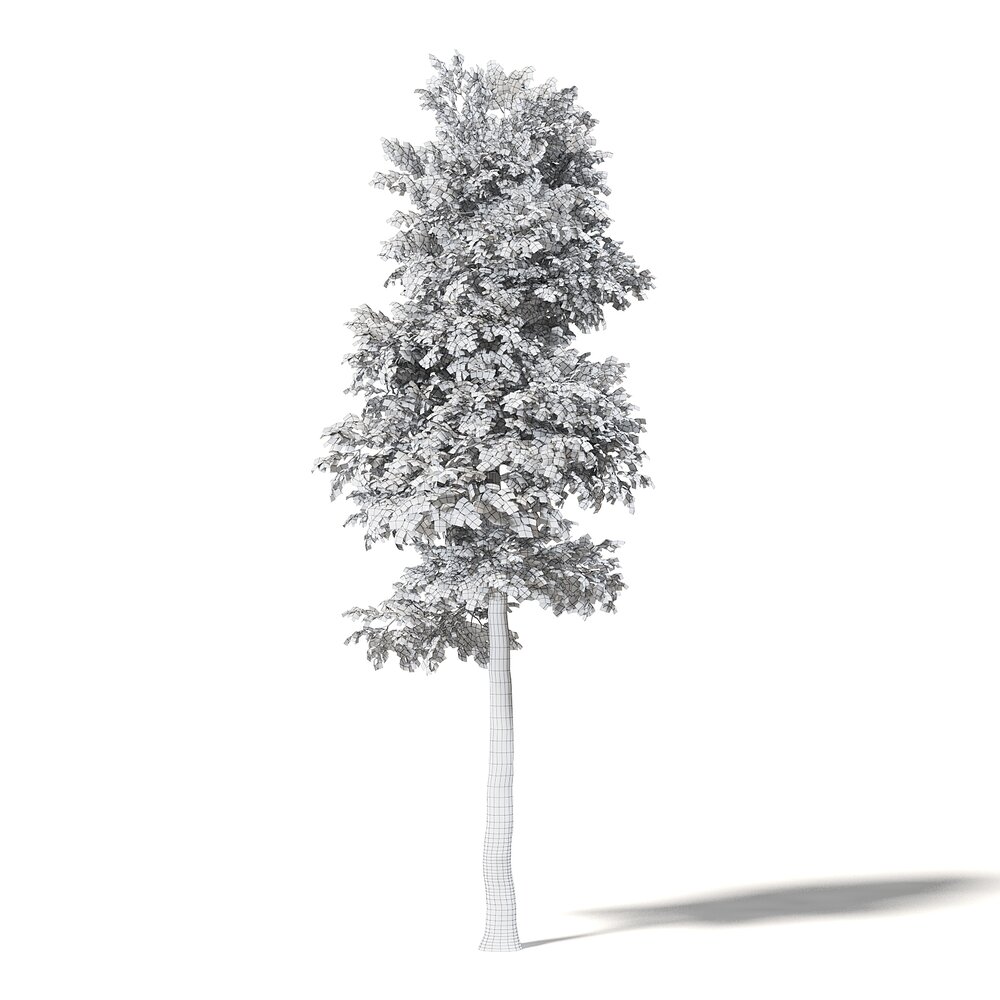 Silver Birch 8.5m 3D model - Download Trees on 3DModels.org