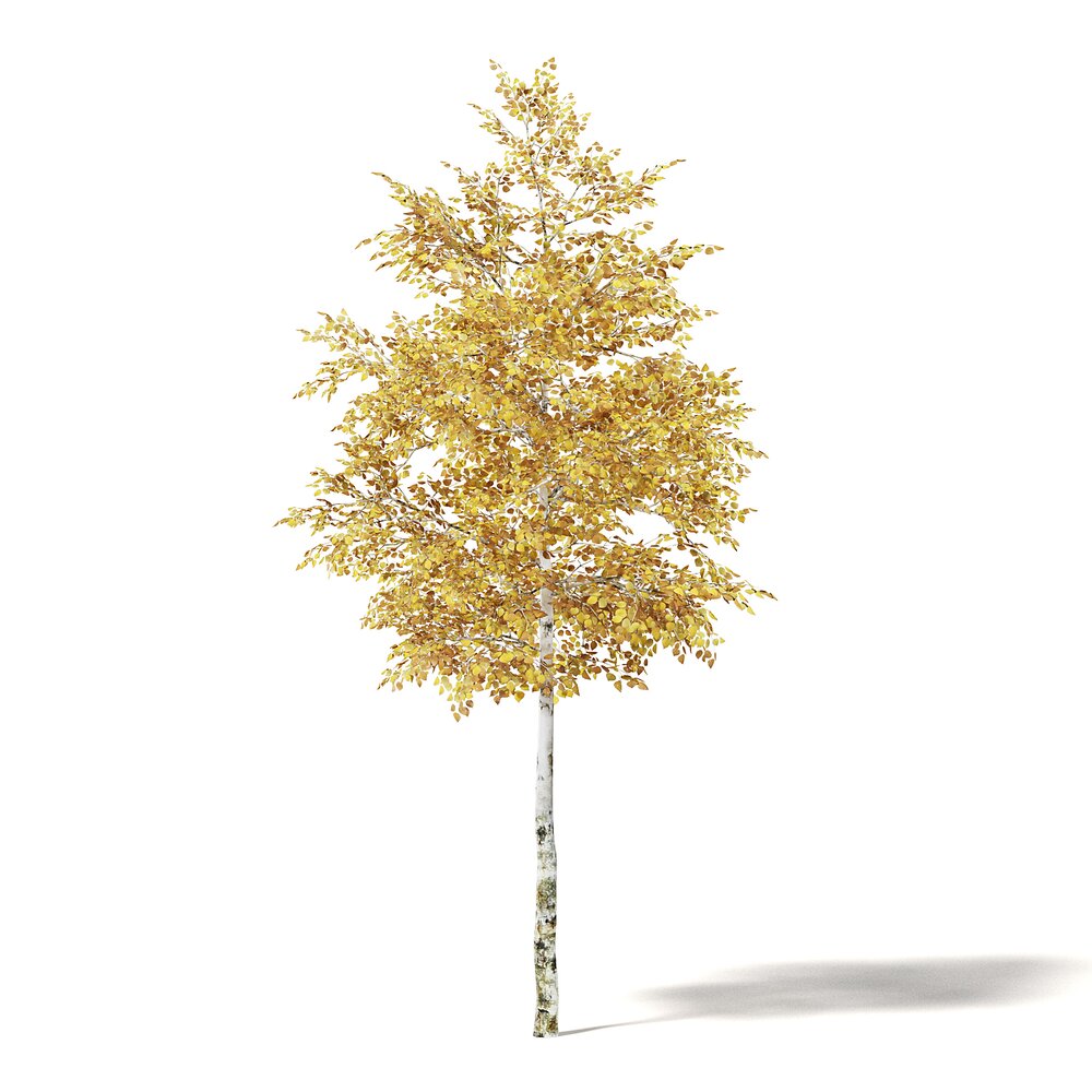 Silver Birch 4.2m 3D model - Download Trees on 3DModels.org