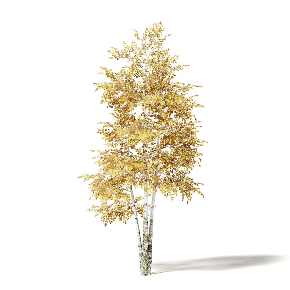 Silver Birch 3.6m 3D model - Download Trees on 3DModels.org