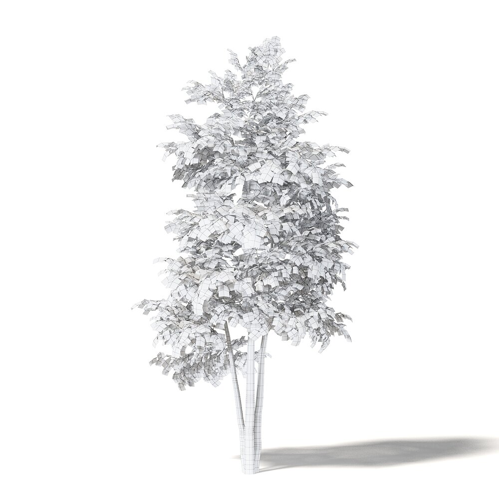 Silver Birch 3.6m 3D model - Download Trees on 3DModels.org