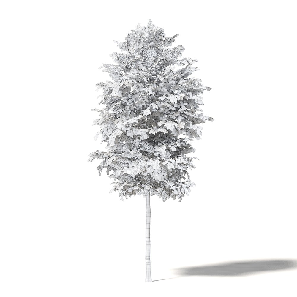 Silver Birch 3.3m 3D model - Download Trees on 3DModels.org