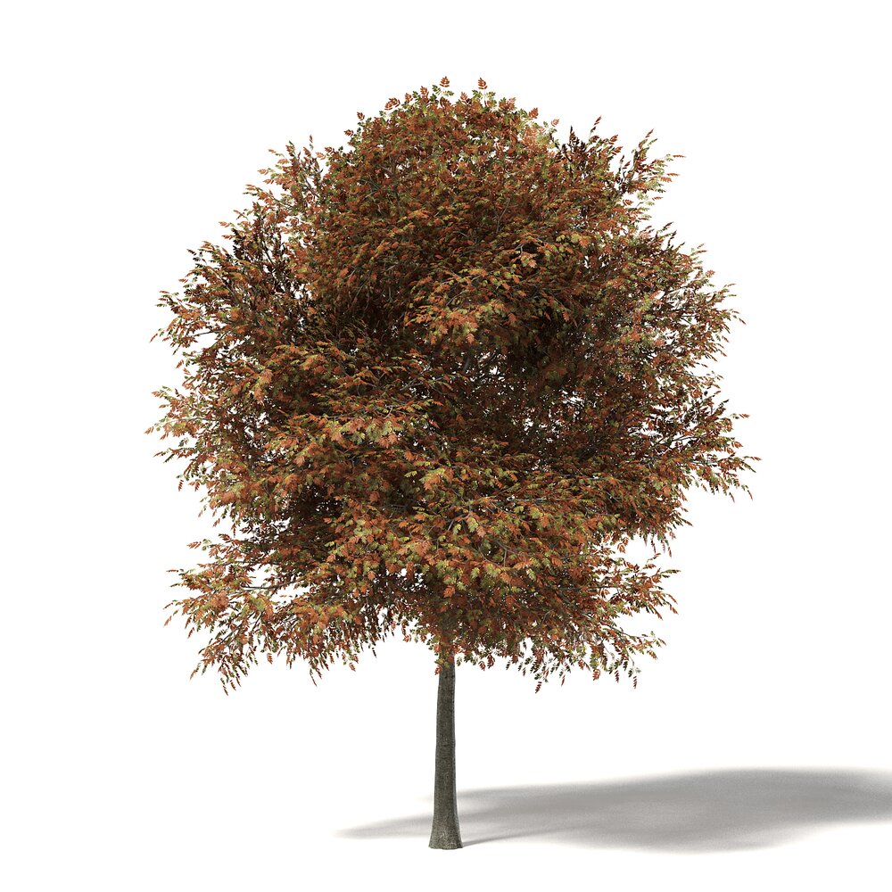 Mountain Ash 8.2m 3D model - Download Trees on 3DModels.org