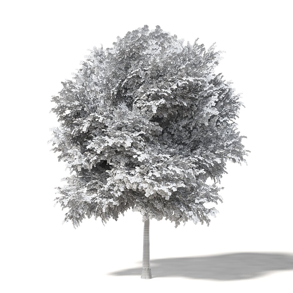 Mountain Ash 8.2m 3D model - Download Trees on 3DModels.org