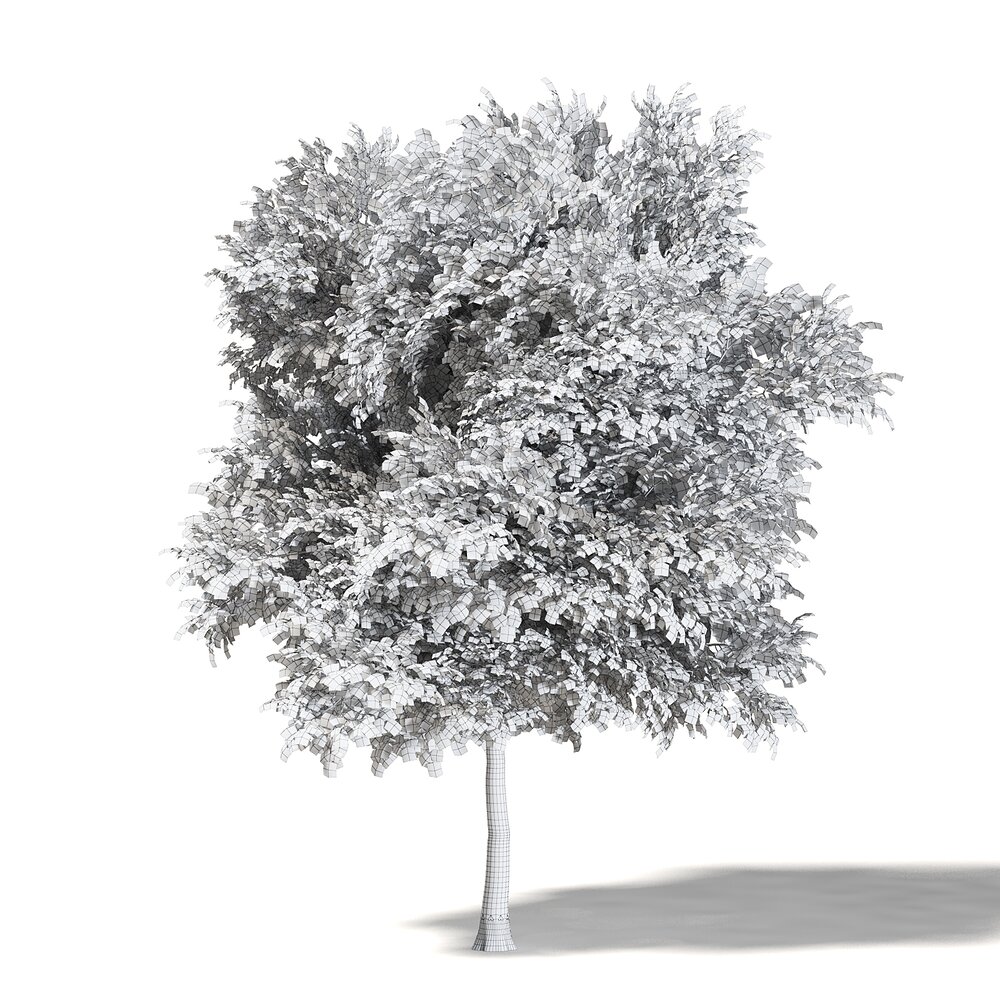 Mountain Ash 8.2m 3D model - Download Trees on 3DModels.org