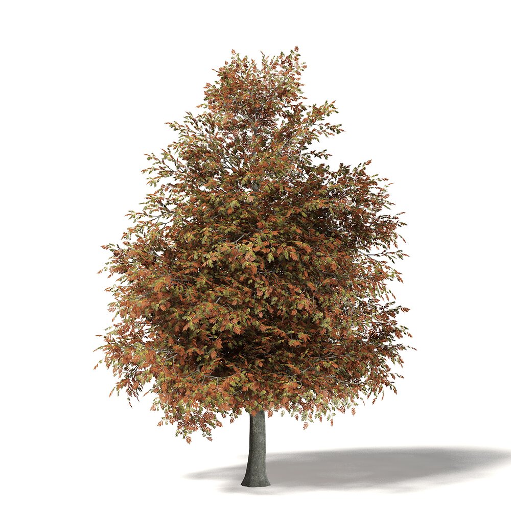 Mountain Ash 8m 3D model - Download Trees on 3DModels.org