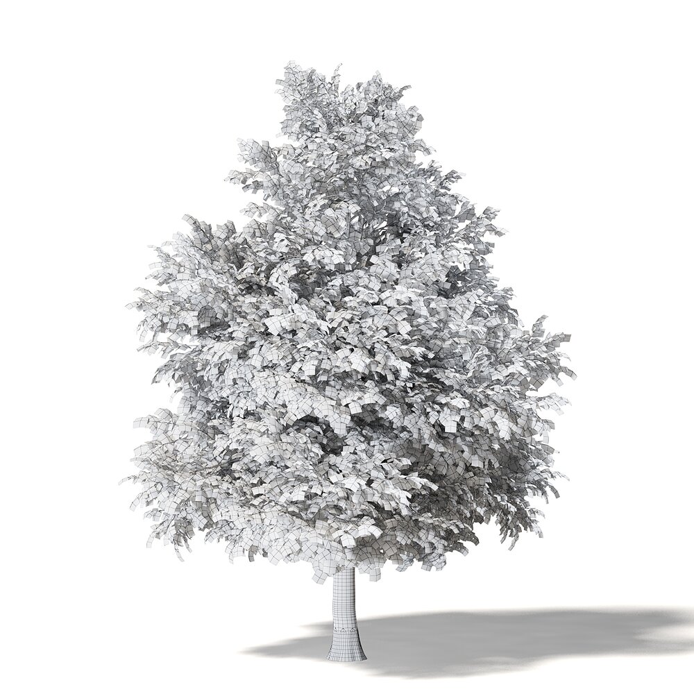 Mountain Ash 8m 3D model - Download Trees on 3DModels.org