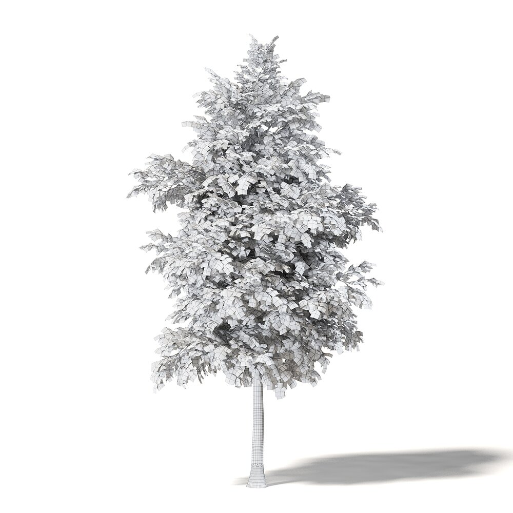 Mountain Ash 5.4m 3D model - Download Trees on 3DModels.org