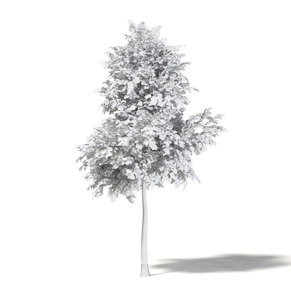 Mountain Ash 4.8m 3D model - Download Trees on 3DModels.org