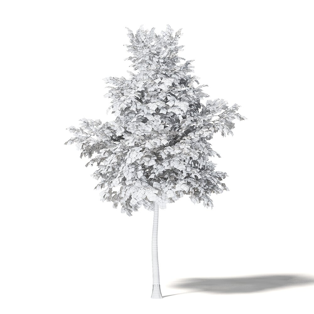 Mountain Ash 4.8m 3D model - Download Trees on 3DModels.org