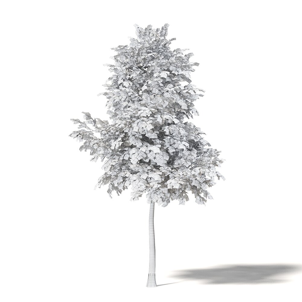 Mountain Ash 4.8m 3D model - Download Trees on 3DModels.org