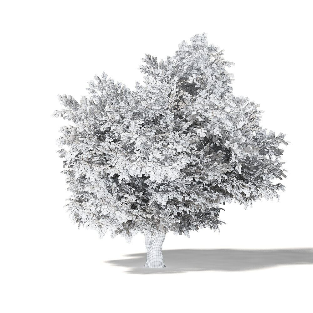 Roble Común 8.7m Modelo 3D - Descargar Árboles on 3DModels.org