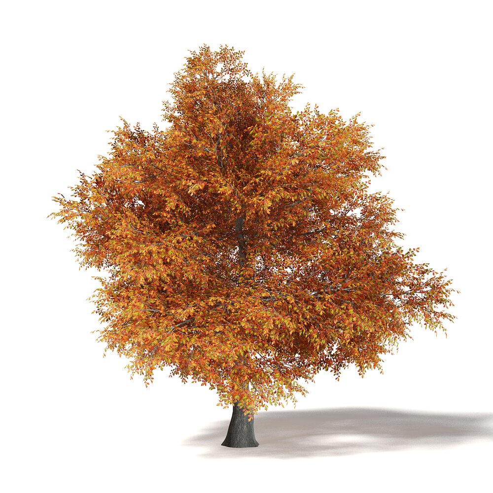 Roble Común 16.6m Modelo 3D - Descargar Árboles on 3DModels.org